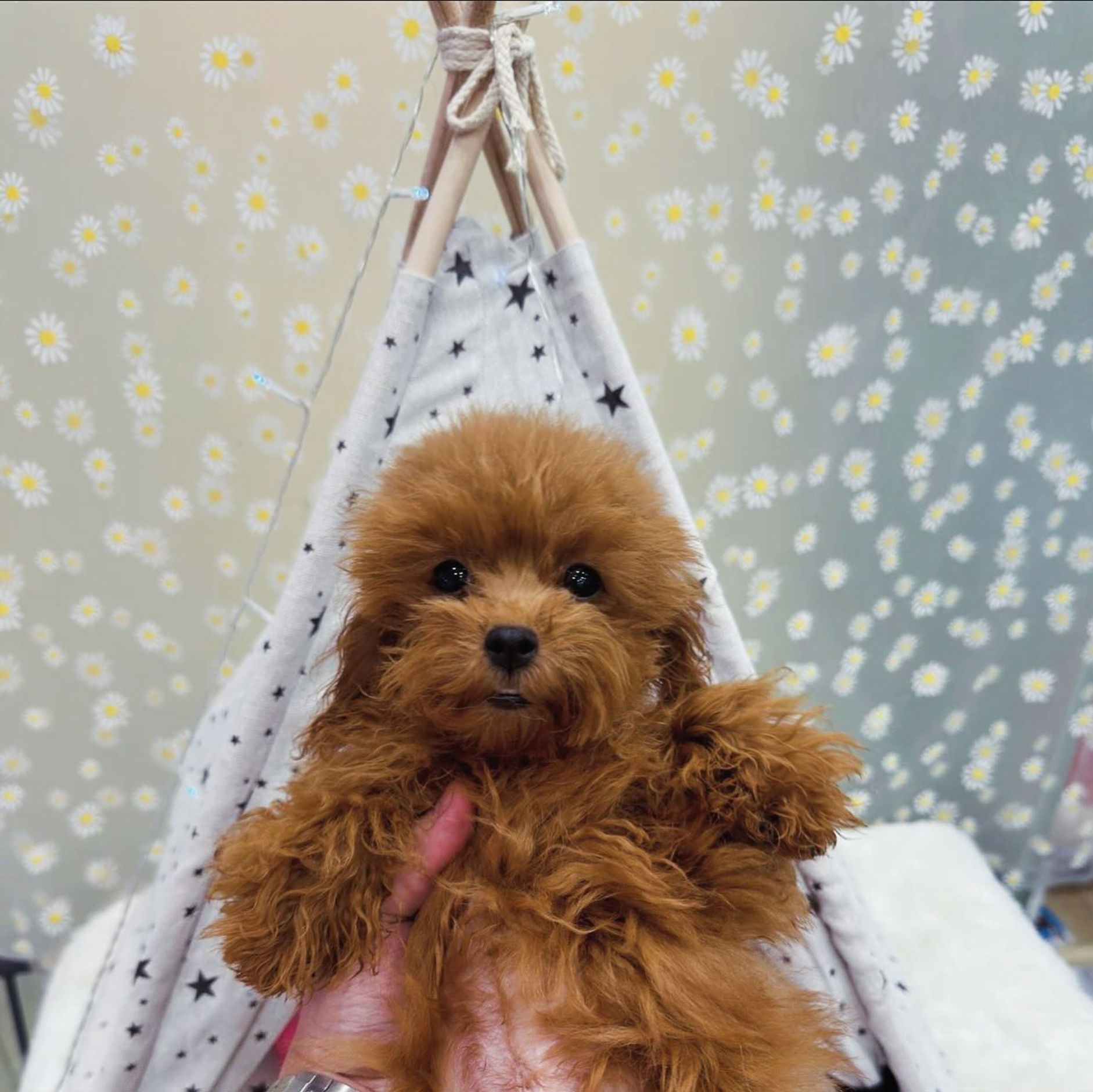 Toy Poodle - OnlyPaws SG